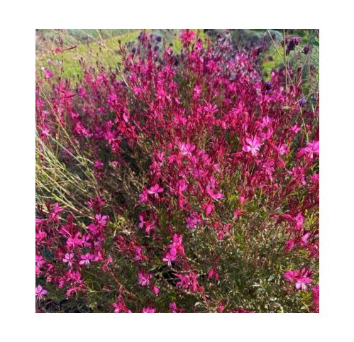 Gaura à fleurs rouges - Vente en ligne de plants de Gaura à fleurs ...