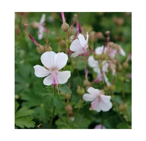 Géranium vivace Biokovo - Vente en ligne de plants de Géranium vivace ...
