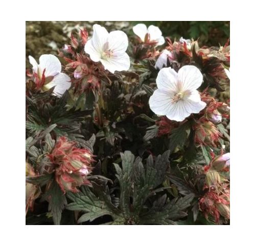 Géranium vivace Black'n White Army ® - Vente en ligne de plants de ...