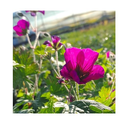 Géranium Dragon Heart ® - Vente en ligne de plants de Géranium Dragon ...