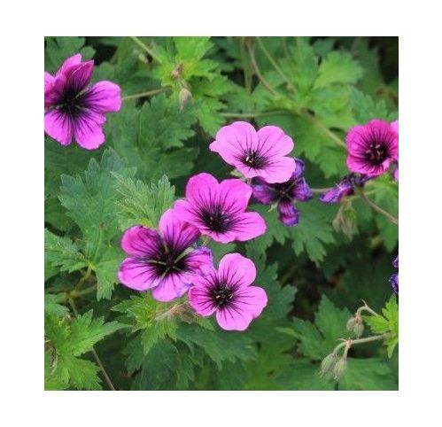 Géranium Dragon Heart ® - Vente en ligne de plants de Géranium Dragon ...