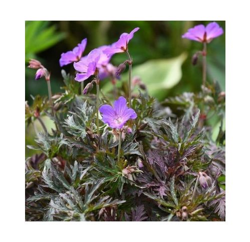 Géranium vivace Femme Fatale ® - Vente en ligne de plants de Géranium ...