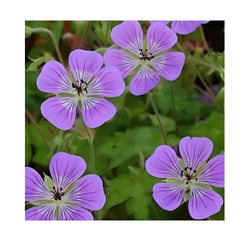 Géranium vivace Sweet Heidy ® - Vente en ligne de plants de Géranium ...