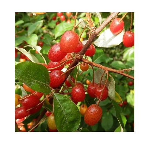 Goumi du Japon - Vente en ligne de plants de Goumi du Japon pas cher ...