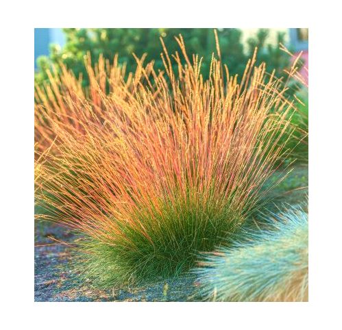 Graminée Fétuque Sunrise ® - Vente en ligne de plants de Graminée ...