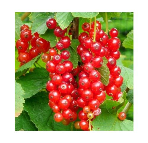 Groseiller rouge Jonkheer van Tets - Vente en ligne de plants de ...