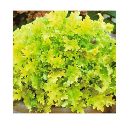 Heuchère Lime Marmelade ® - Vente en ligne de plants de Heuchère Lime ...