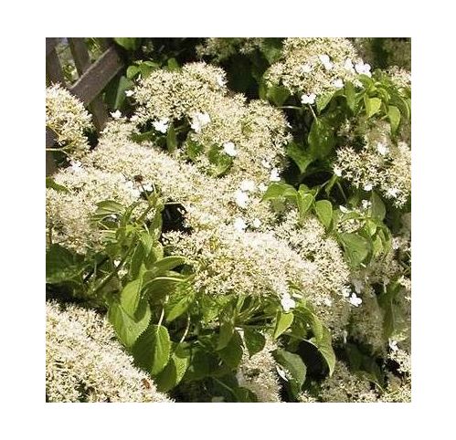 Hortensia persistant grimpant - Vente en ligne de plants de Hortensia ...