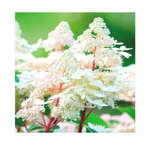hydrangea paniculata early harry