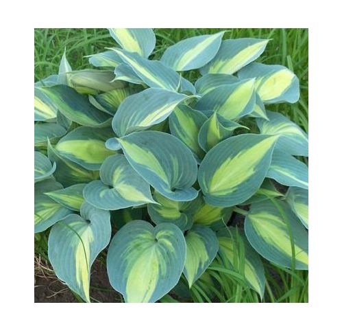 Hosta Catherine - Vente en ligne de plants de Hosta Catherine pas cher ...