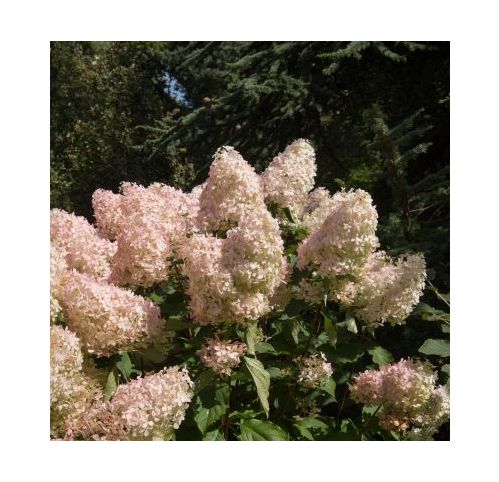 Hortensia paniculé Phantom - Vente en ligne de plants de Hortensia ...