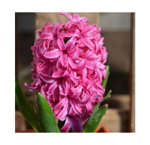 Jacinthe Pink Pearl (5 Bulbes) - Vente en ligne de plants de Jacinthe ...