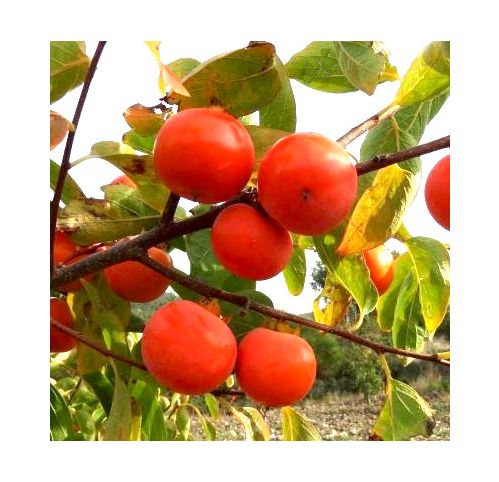 Kaki Nikita's Gift - Vente en ligne de plants de Kaki Nikita's Gift pas ...