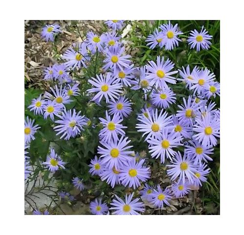 Aster du Japon Bleu Star - Vente en ligne de plants de Aster du Japon ...