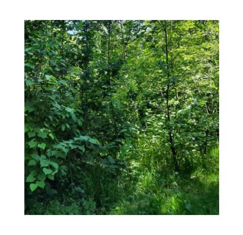 Micro-forêt méthode Miyawaki / Mini-forêt urbaine - Vente en ligne de ...