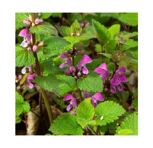 Lamier - Vente en ligne de plants de Lamier pas cher | Leaderplant