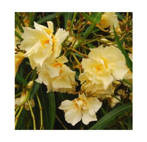 Laurier rose Jaune Double - Vente en ligne de plants de Laurier rose ...