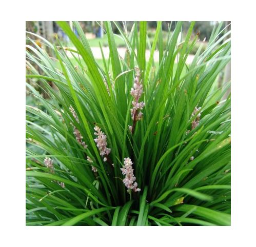 Liriope Muscari Isabella/ Muscari d’été Isabella/ Liriope naine ...