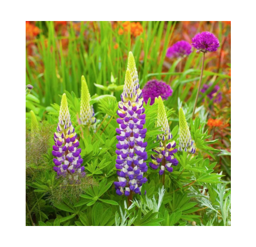 Lupin Lupinova® Cierra - Vente en ligne de plants de Lupin Lupinova ...