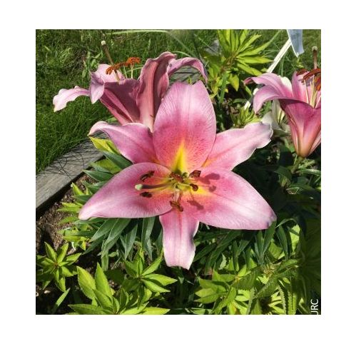 Lys Asiatique Rose (3 Bulbes) - Vente en ligne de plants de Lys Asiatique Rose (3 Bulbes) pas ...