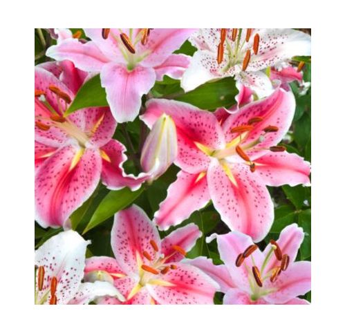 Lys oriental mélange (7 bulbes) - Vente en ligne de plants de Lys oriental mélange (7 bulbes ...