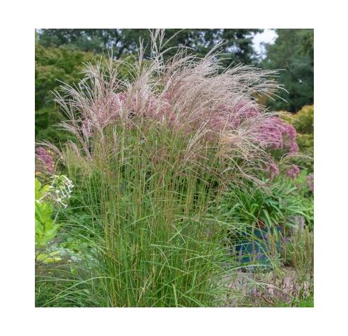 Graminée Roseaux de Chine Flamingo - Vente en ligne de plants de ...