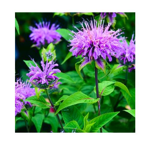 Monarde fistuleuse / Thé d'Oswego/ Thé Rouge - Vente en ligne de plants ...