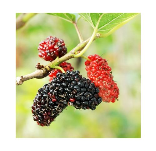 Mûrier rouge - Vente en ligne de plants de Mûrier rouge pas cher ...