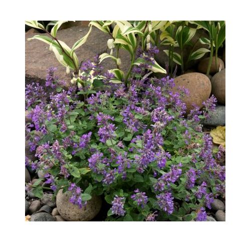 Herbe à Chats Nova Blue ® - Nepeta - Vente en ligne de plants de Herbe ...