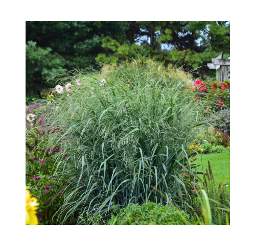 Graminée Panicum Blue Fountain ® - Vente en ligne de plants de Graminée ...