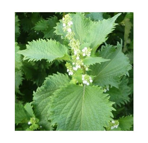 Périlla Vert de Nankin - Shiso - Vente en ligne de plants de Périlla ...