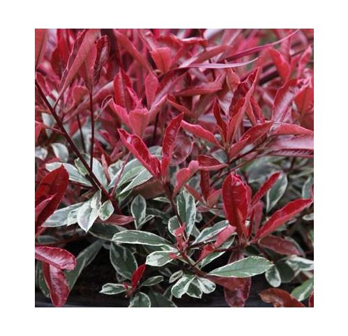 Photinia panaché Louise ® - Vente en ligne de plants de Photinia ...