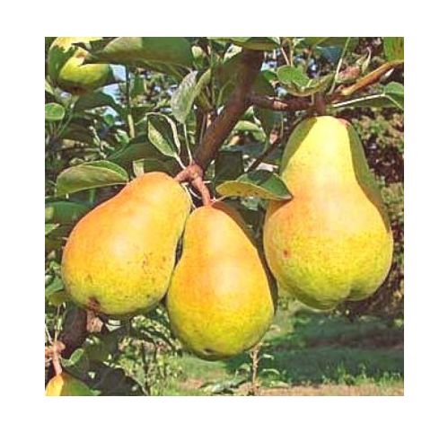 Poirier Williams - Vente en ligne de plants de Poirier Williams pas ...