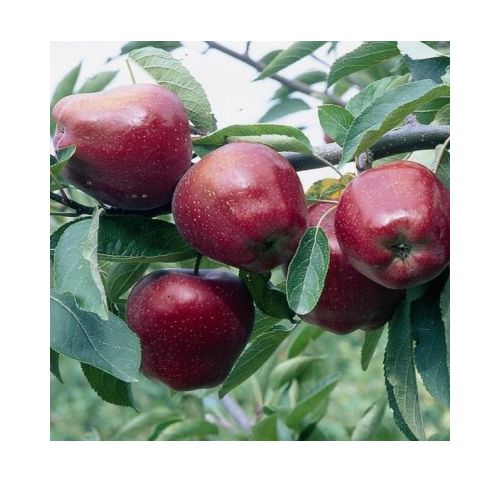 Pommier Starking Delicious - Vente en ligne de plants de Pommier ...