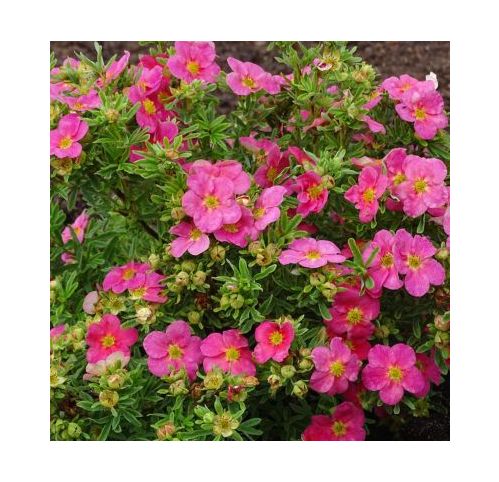 Potentille Bellissima ® - Vente en ligne de plants de Potentille ...