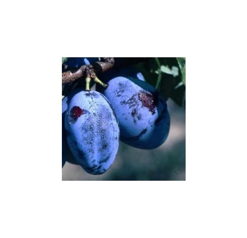 Prunier Quetsche d'Alsace - Vente en ligne de plants de Prunier ...