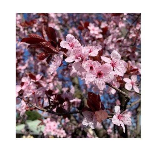 Prunier myrobolan Ruby - Vente en ligne de plants de Prunier myrobolan ...