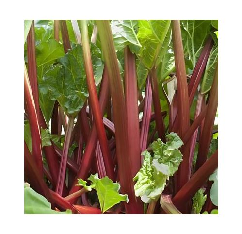 Rhubarbe Canada Red - Vente en ligne de plants de Rhubarbe Canada Red ...