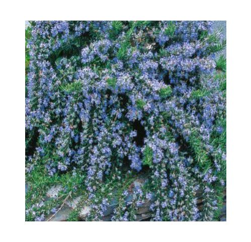 Romarin rampant Pointe du Raz - Vente en ligne de plants de Romarin ...