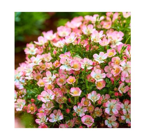 Rosier Cutie Pie ® - Vente en ligne de plants de Rosier Cutie Pie ® pas ...