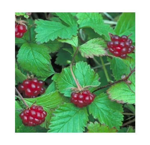 Framboisier Arctique Marika - Vente en ligne de plants de Framboisier ...