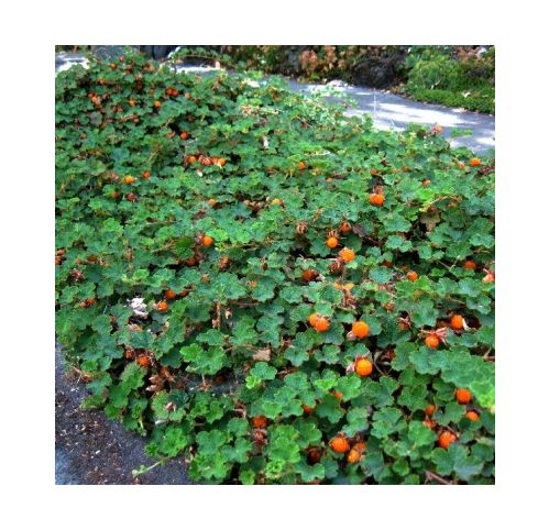 Ronce ornementale Betty Ashburner - Vente en ligne de plants de Ronce ...