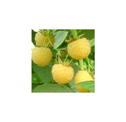 Framboisier Jaune - Vente en ligne de plants de Framboisier Jaune pas ...