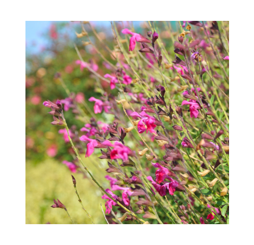 Sauge Rose Sugar - Vente en ligne de plants de Sauge Rose Sugar pas ...