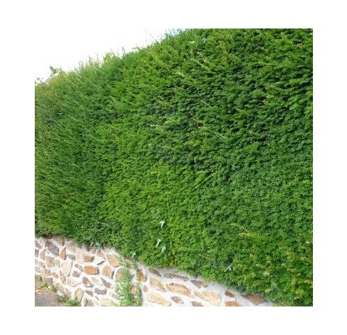 If commun - Vente en ligne de plants de If commun pas cher | Leaderplant