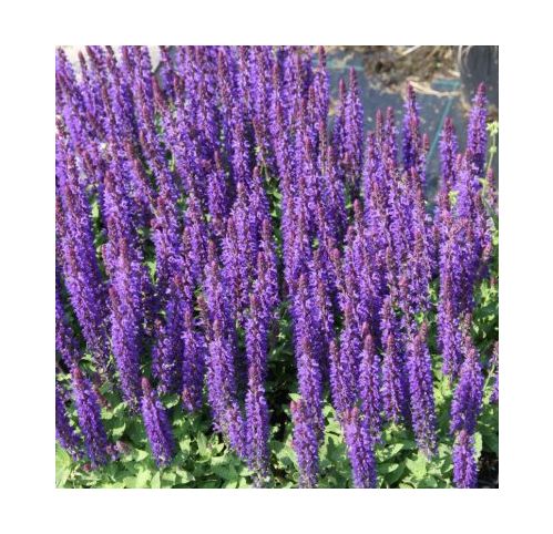 Sauge Blue Bouquetta ® - Vente en ligne de plants de Sauge Blue ...