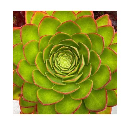 SEMPONIUM Diamond Surreal ® - Vente en ligne de plants de SEMPONIUM ...