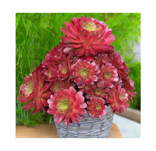 SEMPONIUM Sienna Surreal ® - Vente en ligne de plants de SEMPONIUM ...