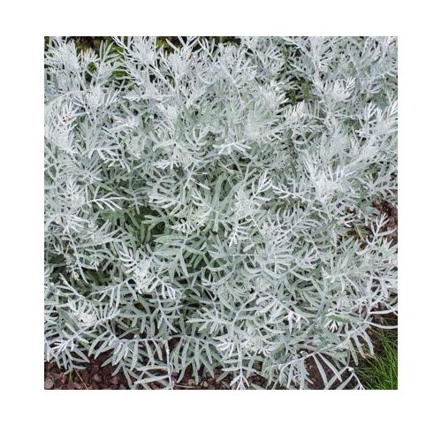 Senecio Vira Vira - Senecio leucostachys - Vente en ligne de plants de ...