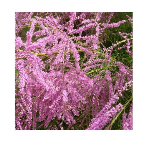 Tamaris rose d'été - Vente en ligne de plants de Tamaris rose d'été pas ...